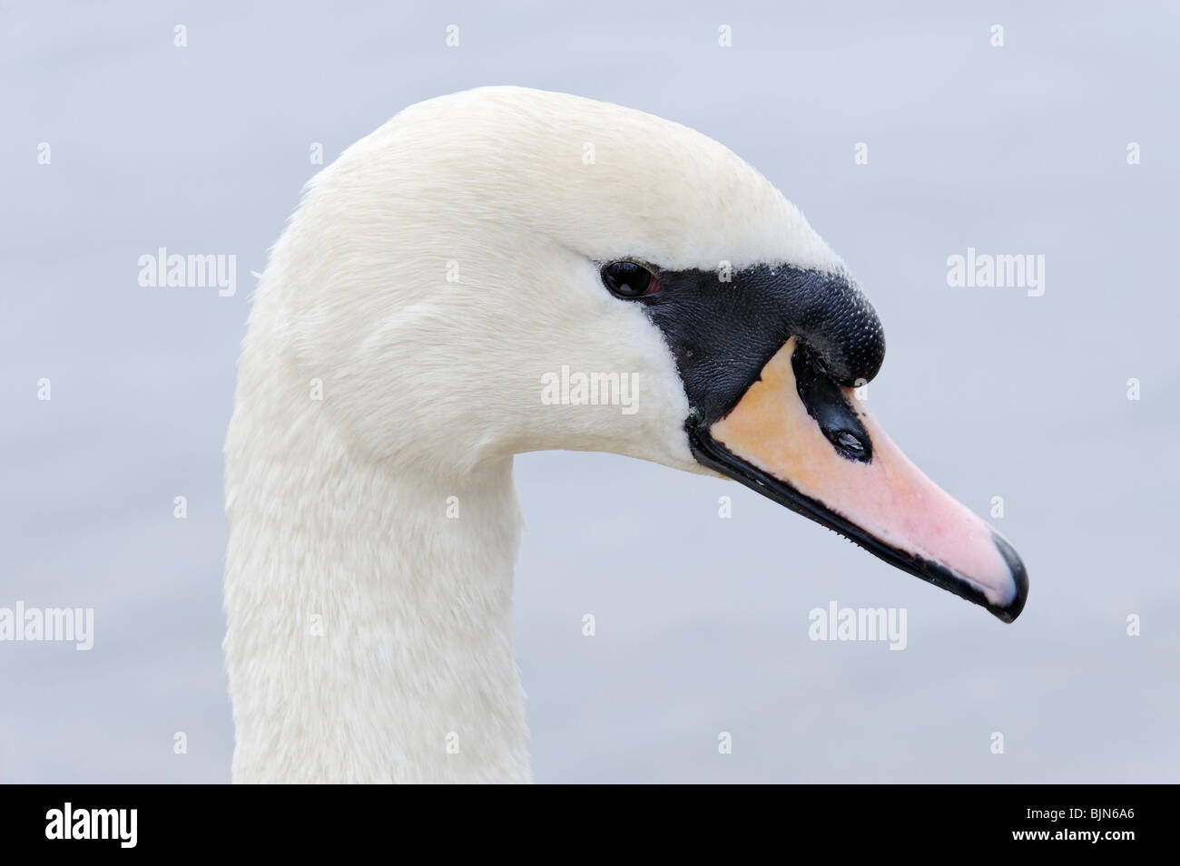 Swan profile hi-res stock photography and images - Alamy