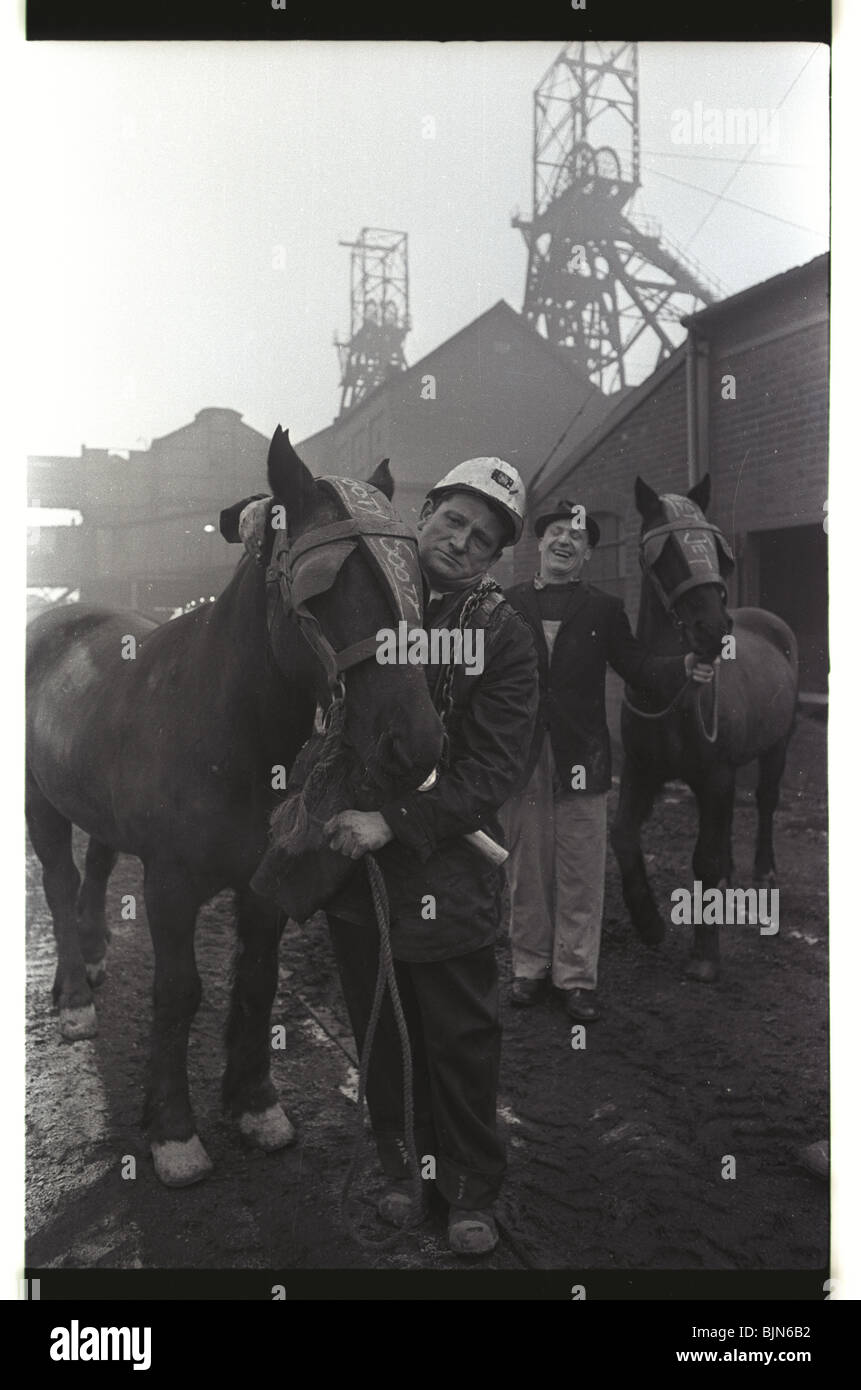 Yorkshire pit ponies Stock Photo - Alamy