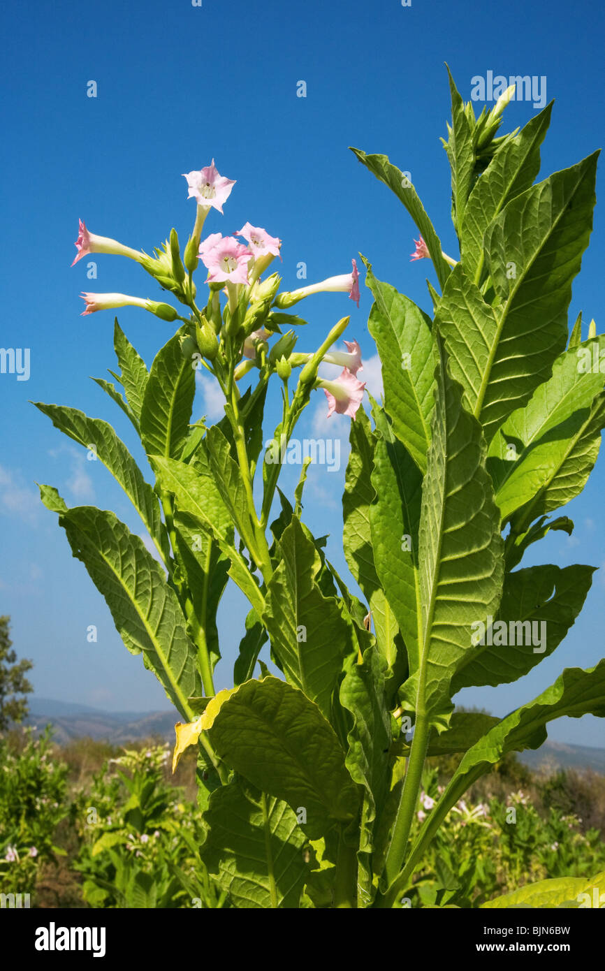 Tobacco plant close up hi-res stock photography and images - Alamy
