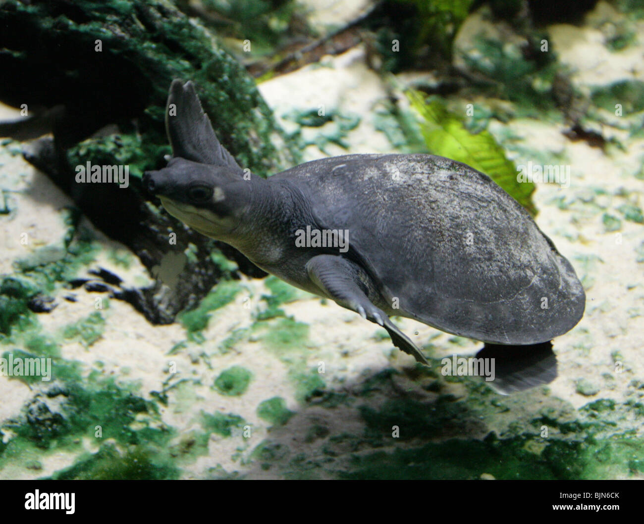 Fly River Turtle, Carettochelys insculpta, Carettochelyidae, Australia ...