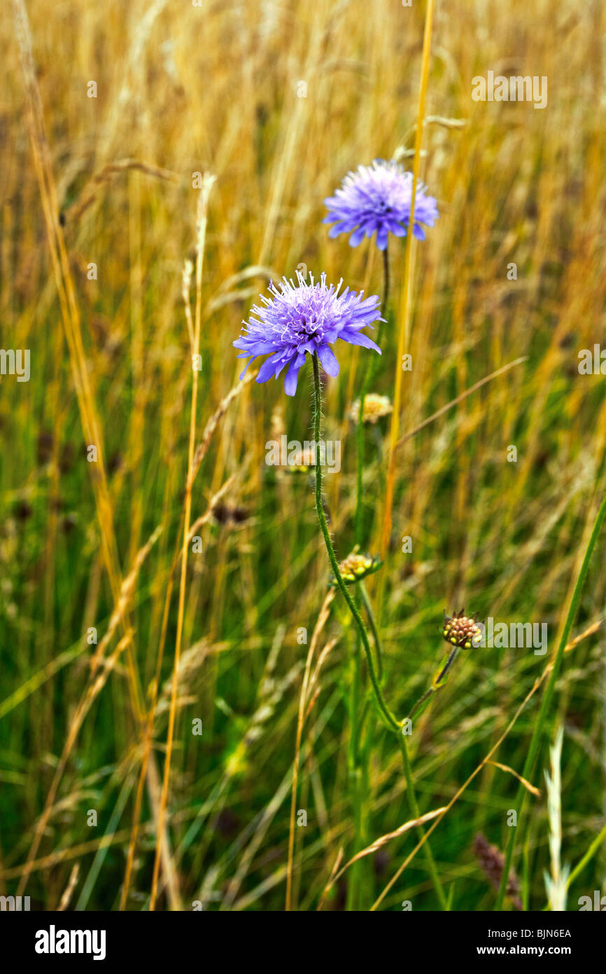 Wildflowers wildflower cornflower meadow hi-res stock photography and ...