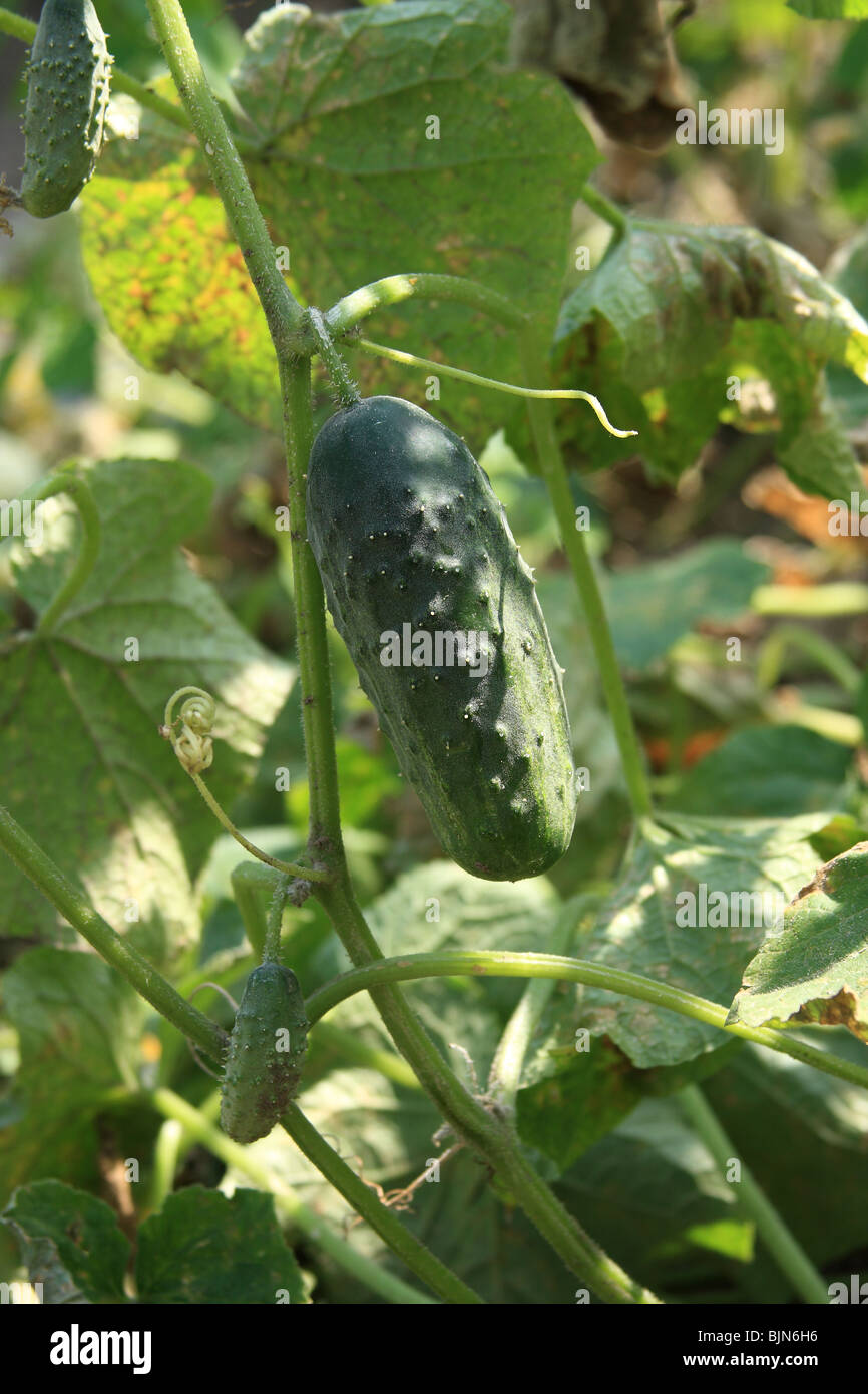 natural organic green cucumber Stock Photo - Alamy