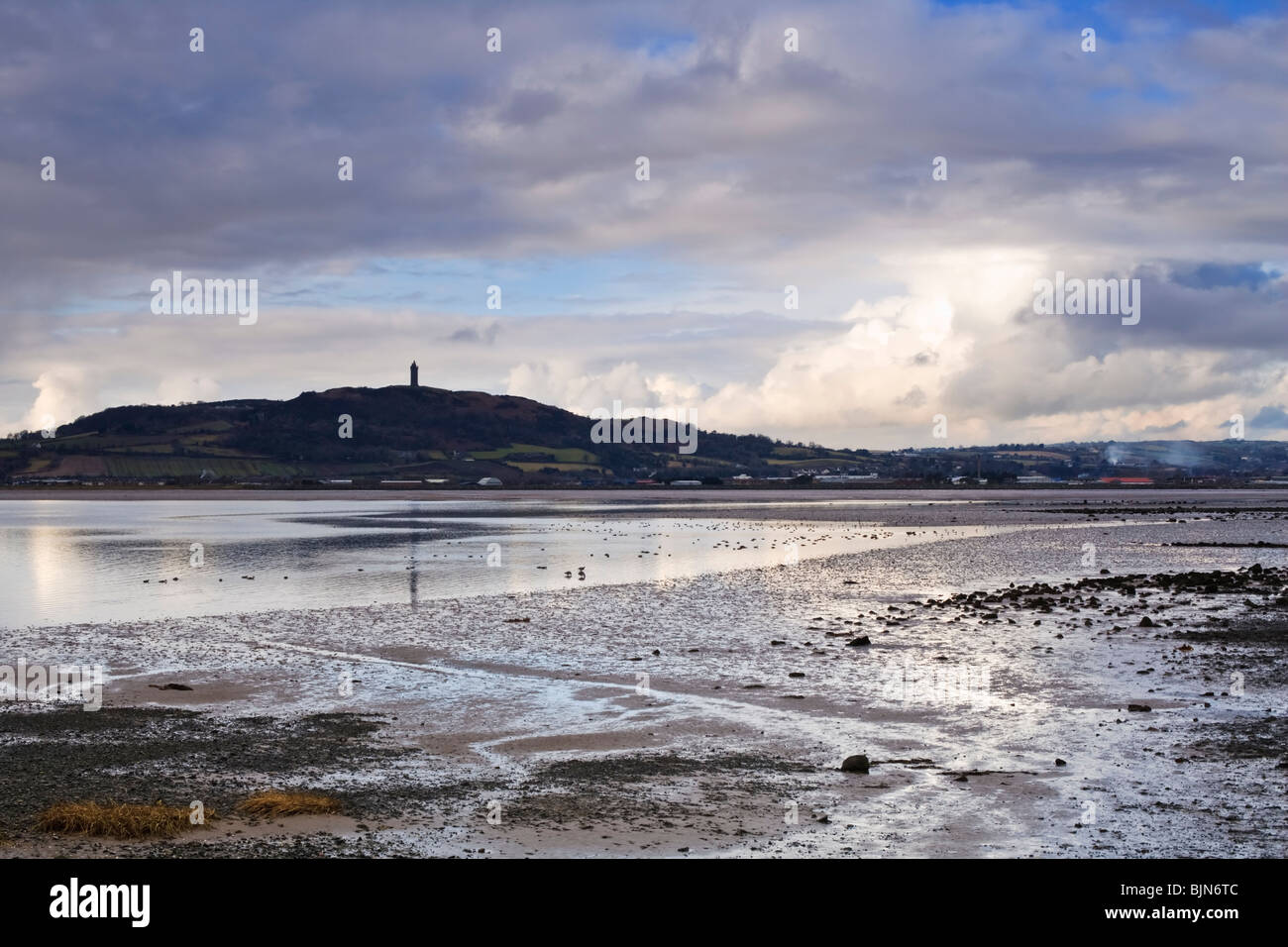 The shores of Strangford Lough with Scrabo Tower on the horizon, County ...