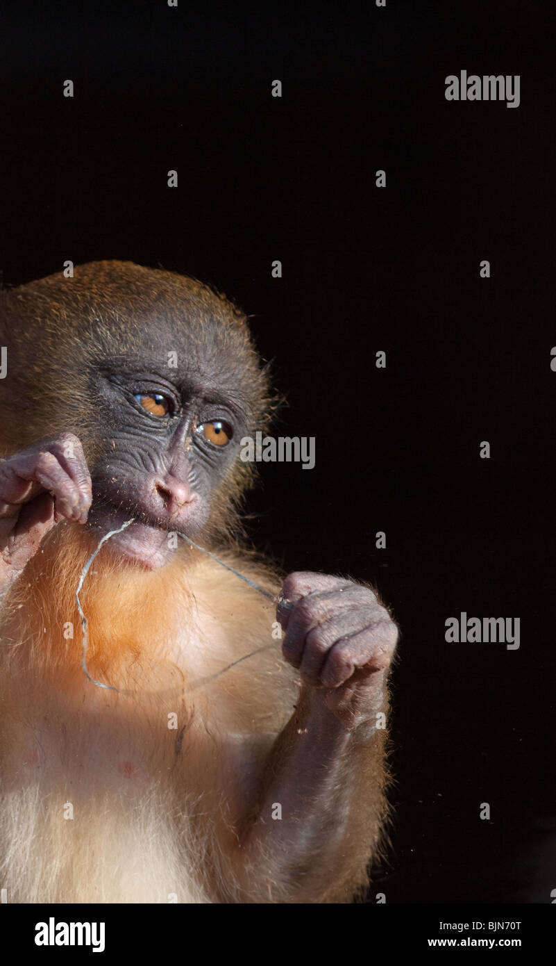 Funny dentist hi-res stock photography and images - Alamy