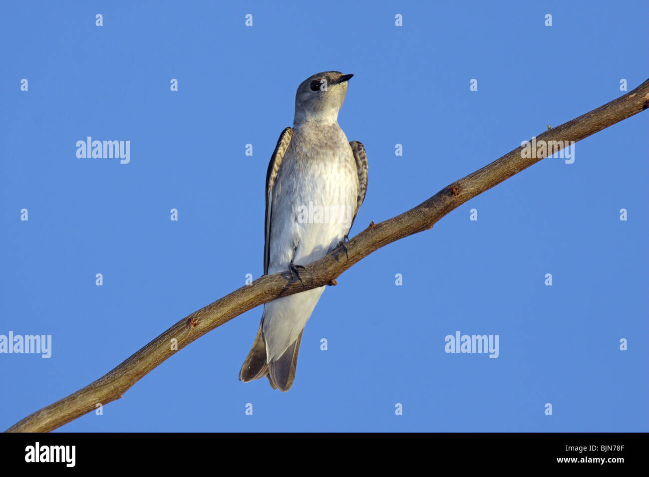 Northern Rough-winged Swallow Stock Photo - Alamy