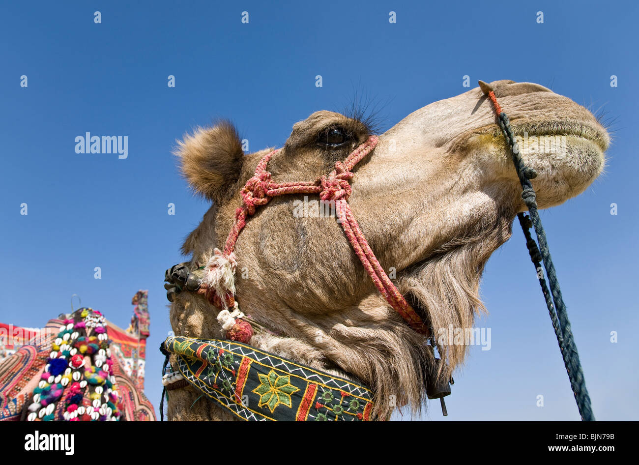Camel india hi-res stock photography and images - Alamy