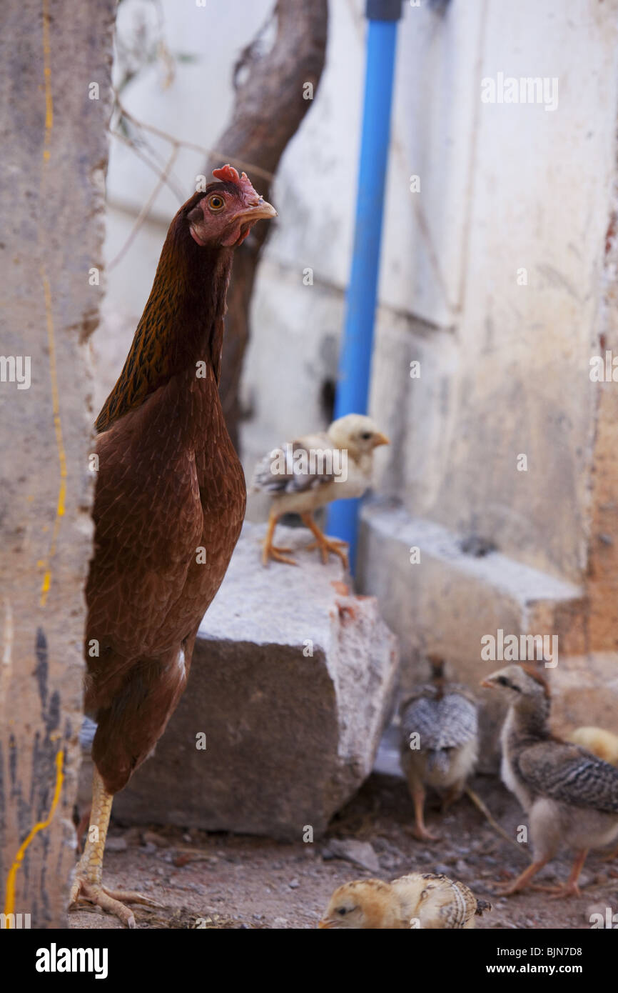 Indian Chicken with chicks Stock Photo - Alamy