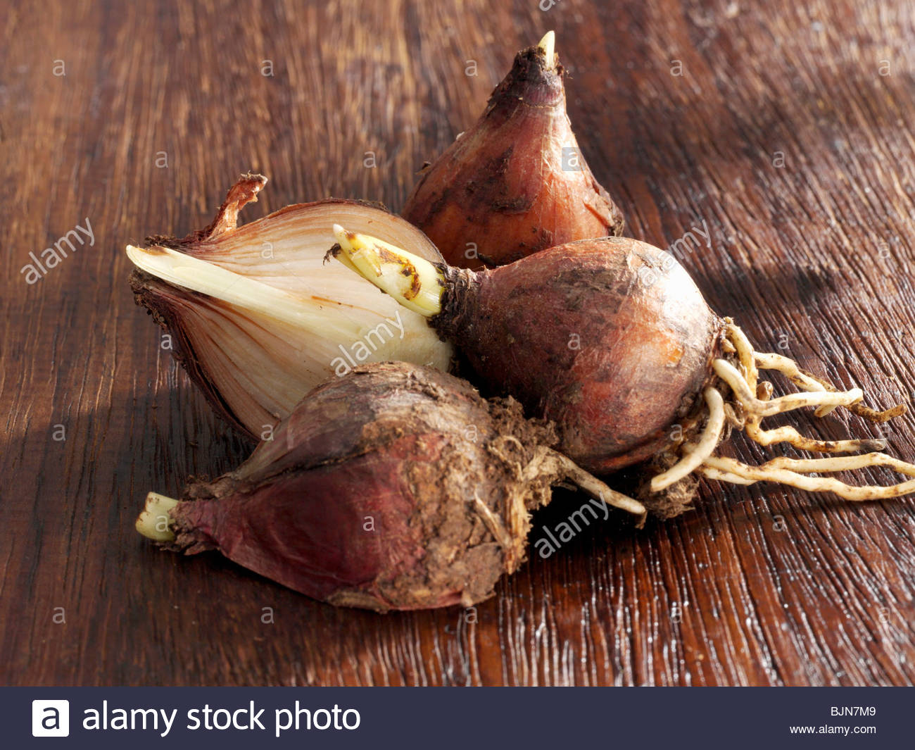 Wild Onions Stock Photos & Wild Onions Stock Images - Alamy