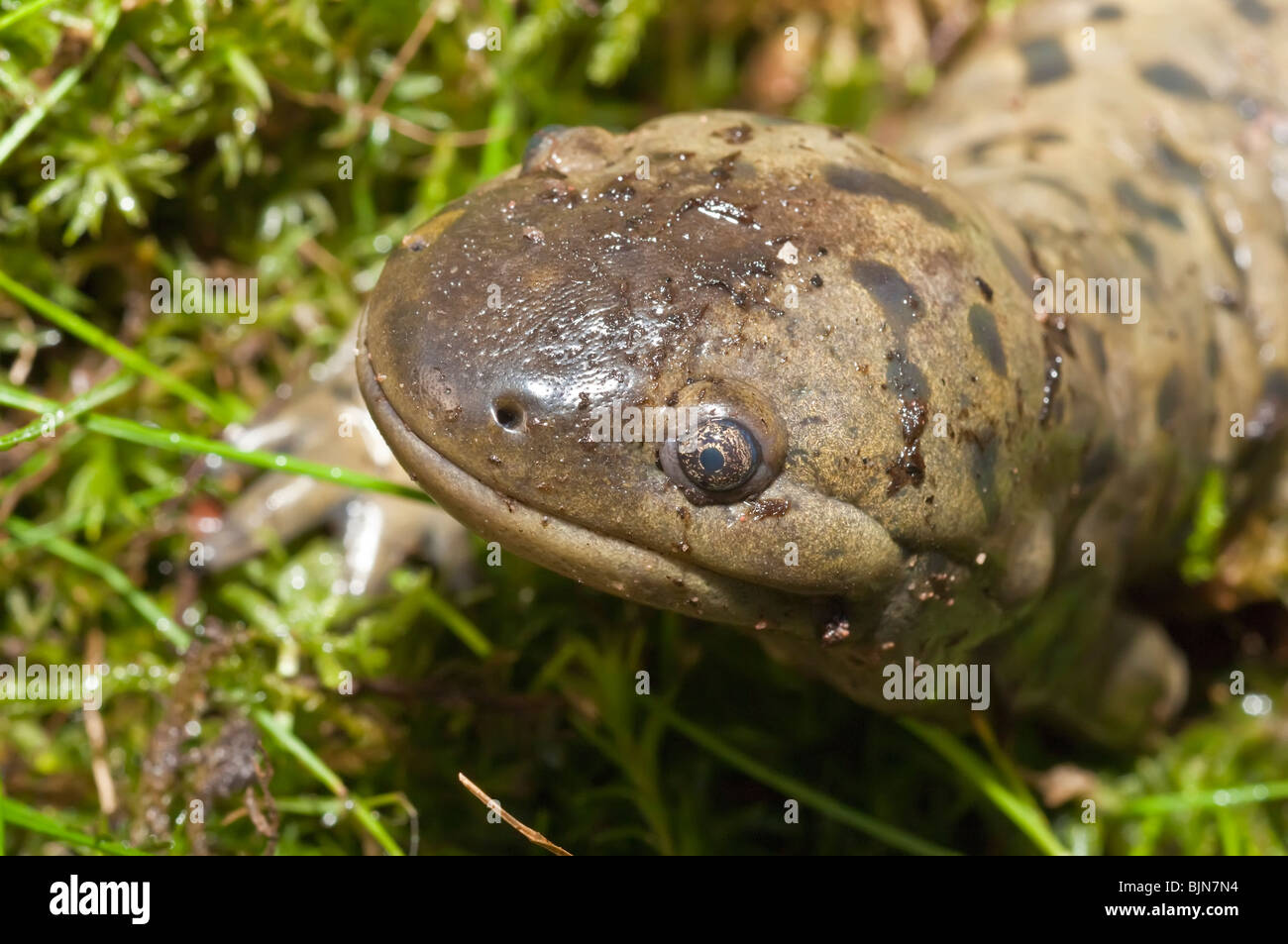 Tiger salamander larvae hi-res stock photography and images - Alamy
