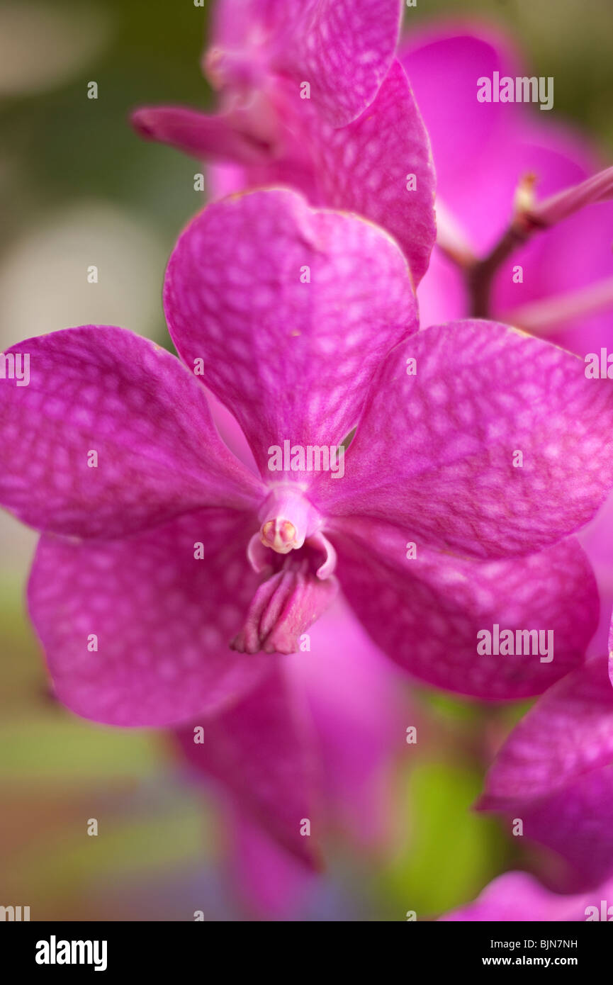 Orchid flower closeup Stock Photo - Alamy