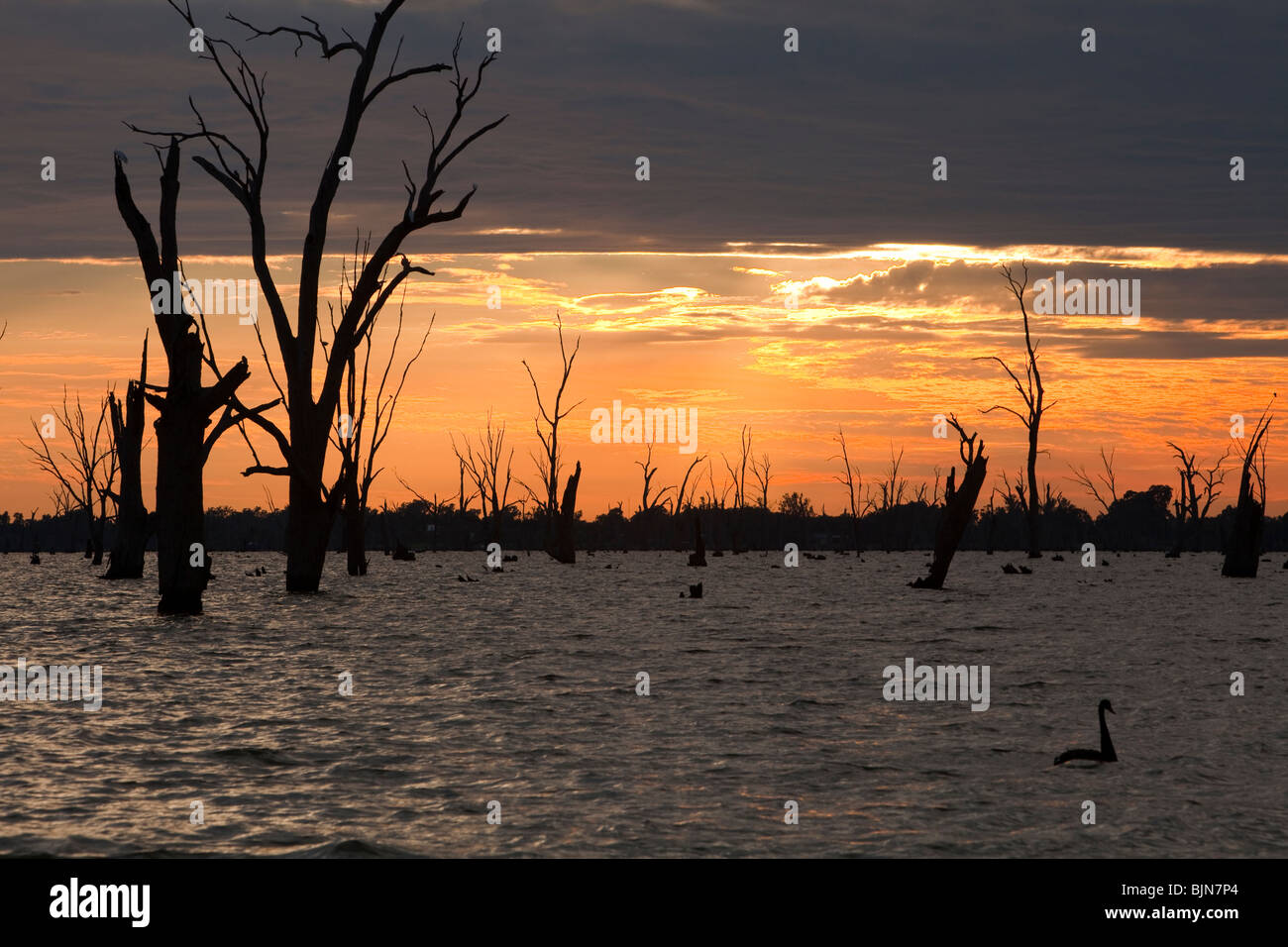 Lake Mulwala at Yarrawonga was created when the Murray River was dammed ...