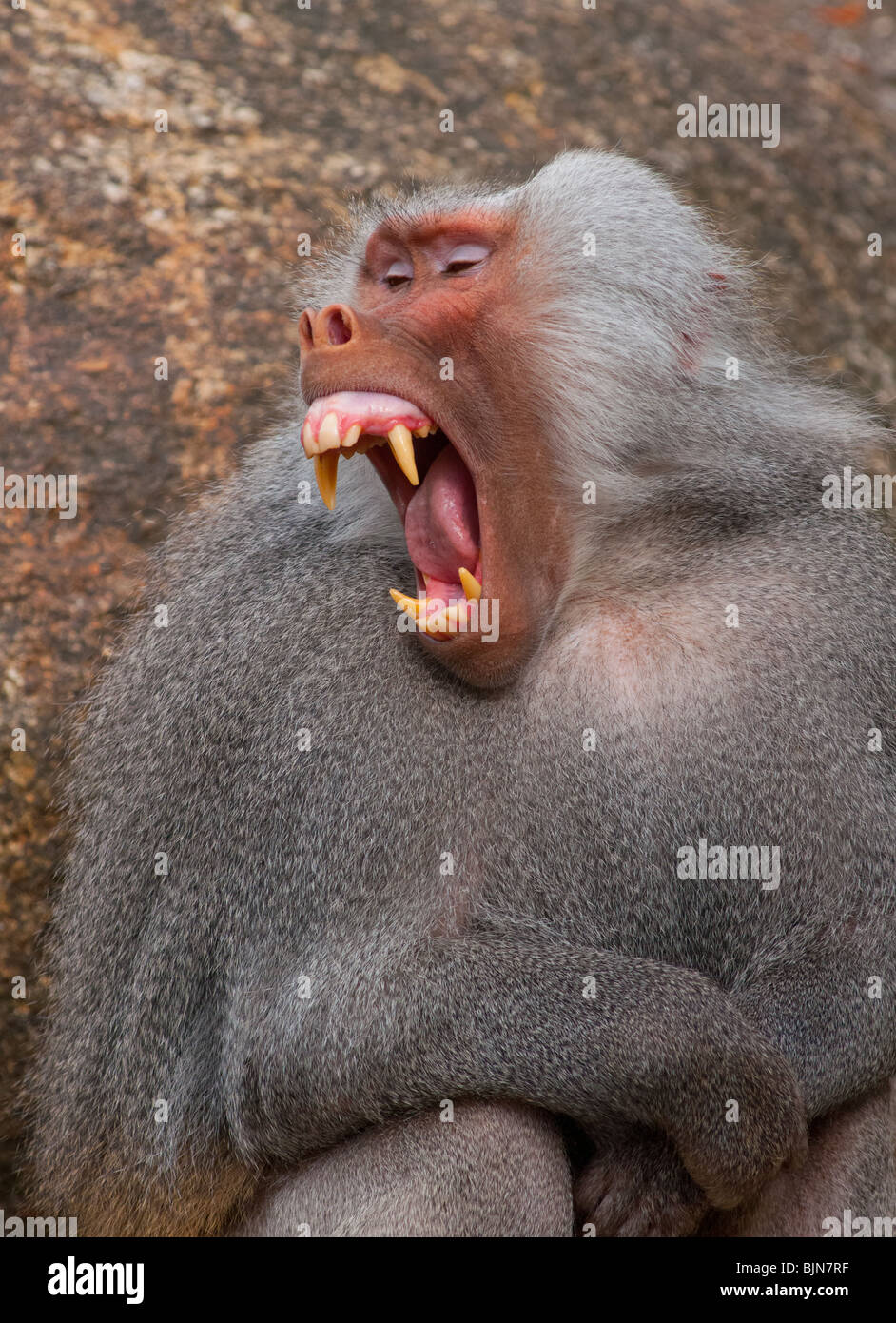 Monkey Screaming Stock Photos & Monkey Screaming Stock Images - Alamy