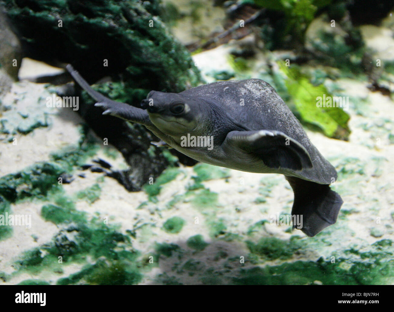 River turtle hi-res stock photography and images - Alamy