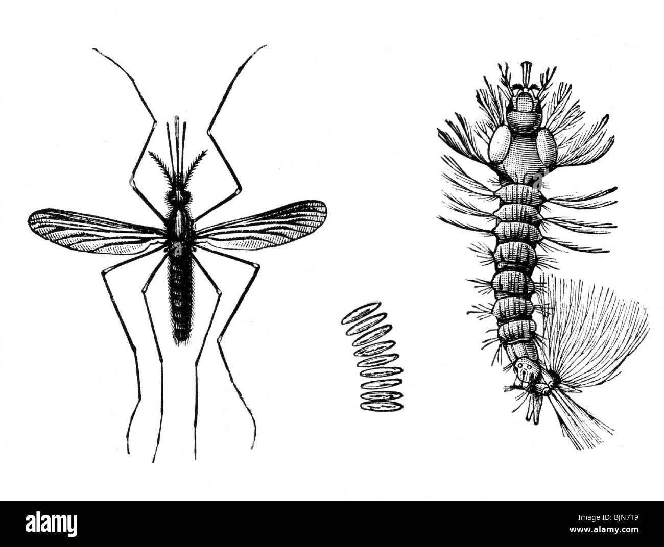 Malaria mosquito hi-res stock photography and images - Alamy