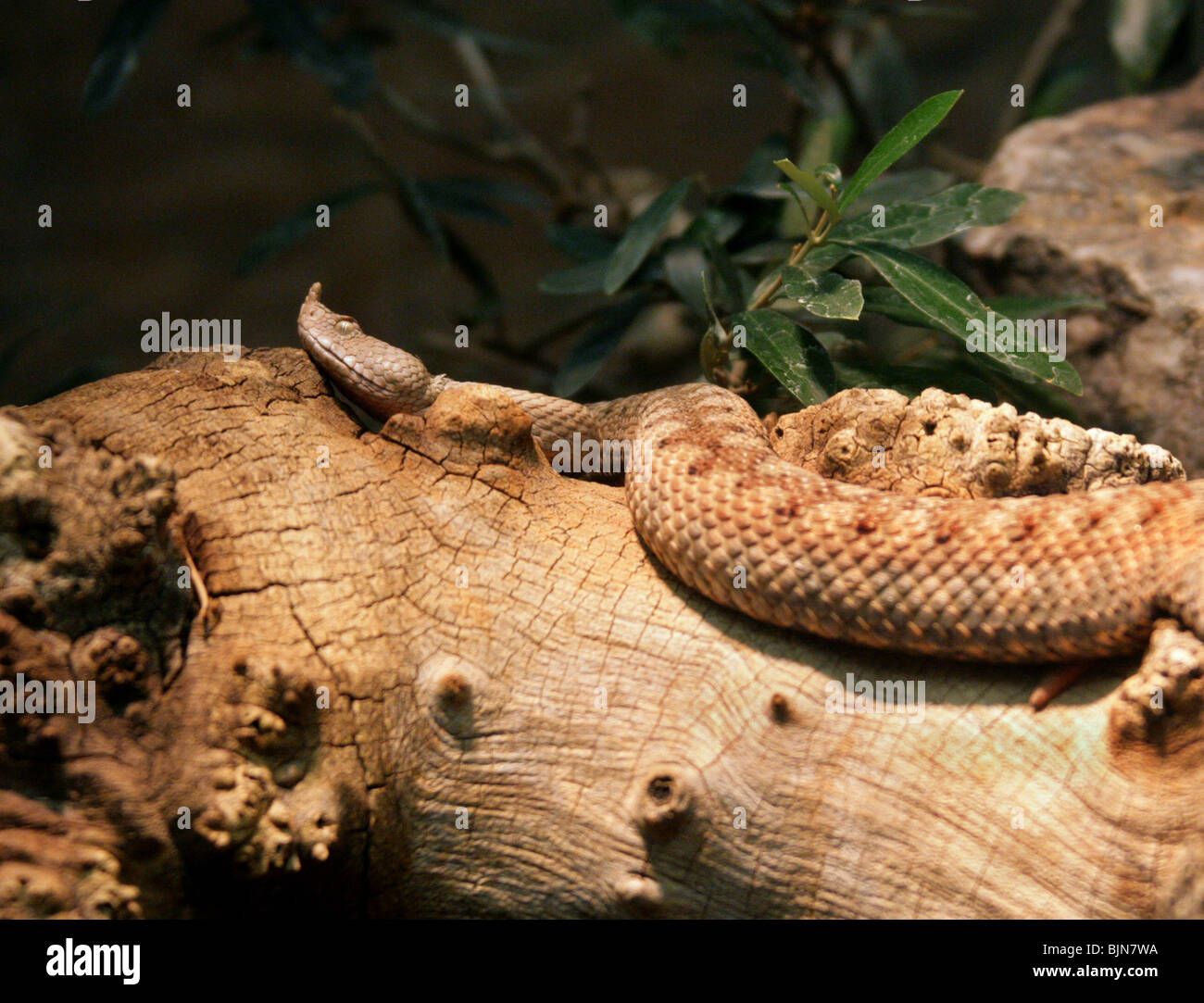 Snakes of turkey hi-res stock photography and images - Alamy
