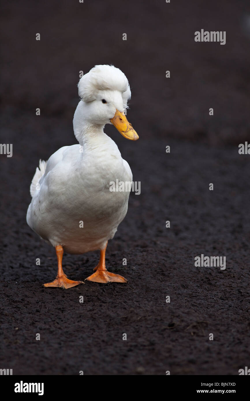 Crested white water fowl hi-res stock photography and images - Alamy