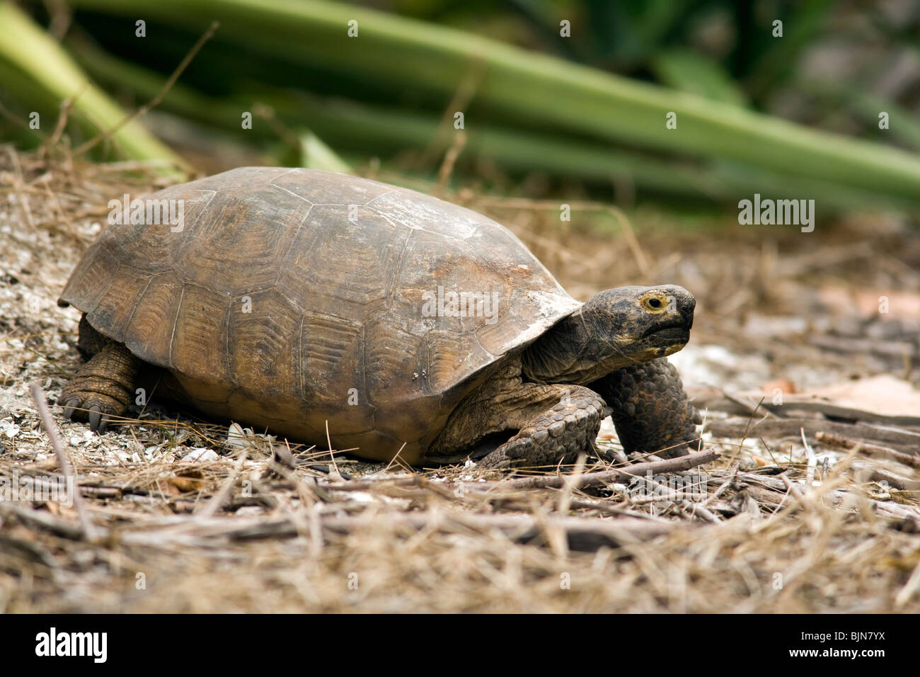 Central Florida Turtles