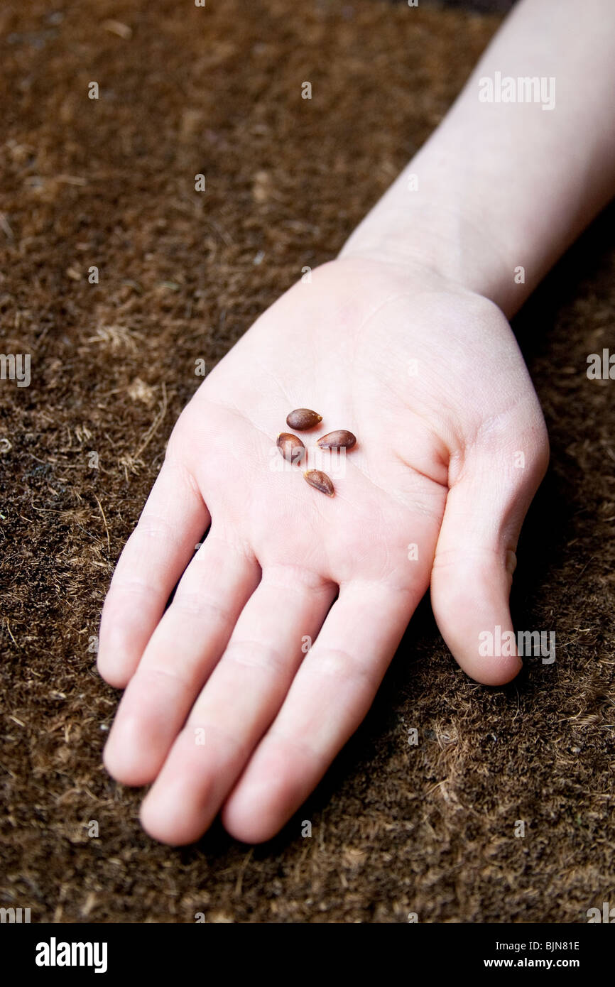 Child's hand holding seeds Stock Photo - Alamy