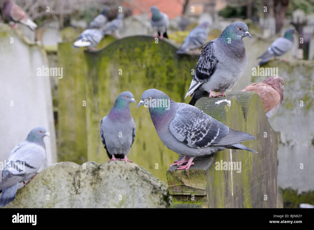London uk pigeons hi-res stock photography and images - Alamy