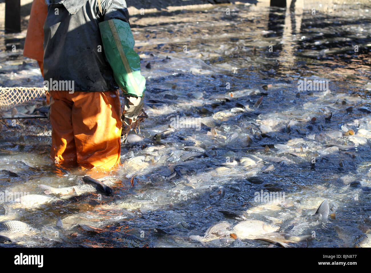 fish farm in Volgograd region, Russia Stock Photo - Alamy