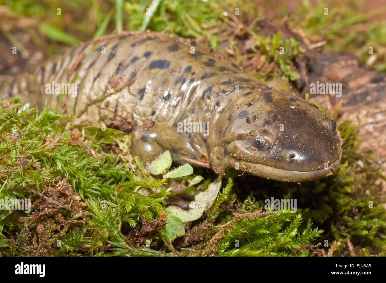 Tiger salamander larvae hi-res stock photography and images - Alamy