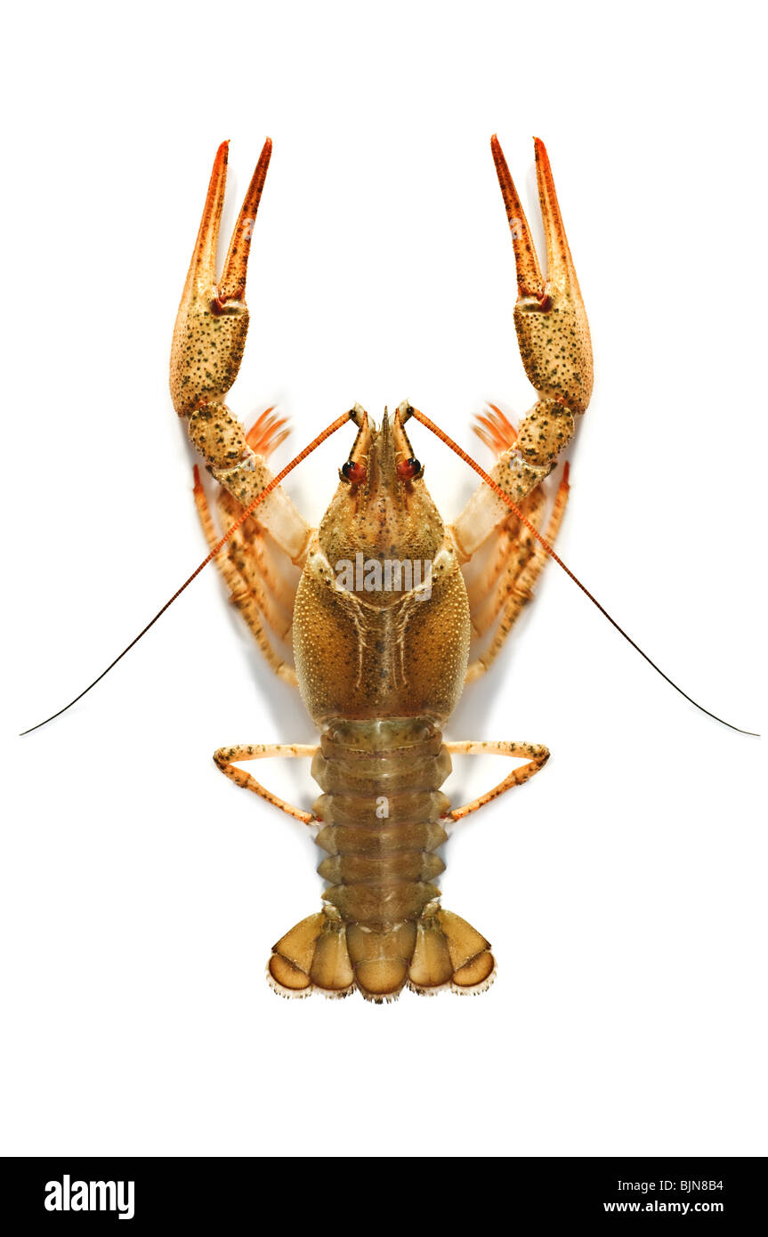crustacean animal isolated on white Stock Photo - Alamy