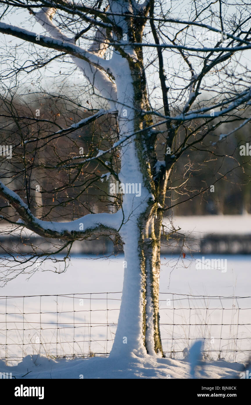 Snow covered Silver birch (Betula pendula Stock Photo - Alamy