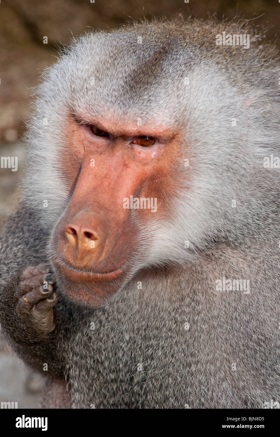 Monkey scratching head hi-res stock photography and images - Alamy