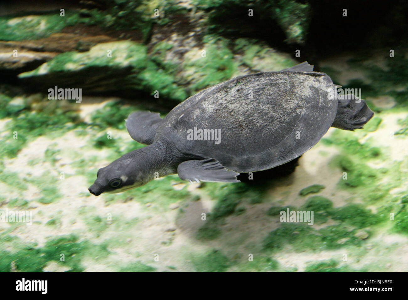 River Turtle High Resolution Stock Photography and Images - Alamy