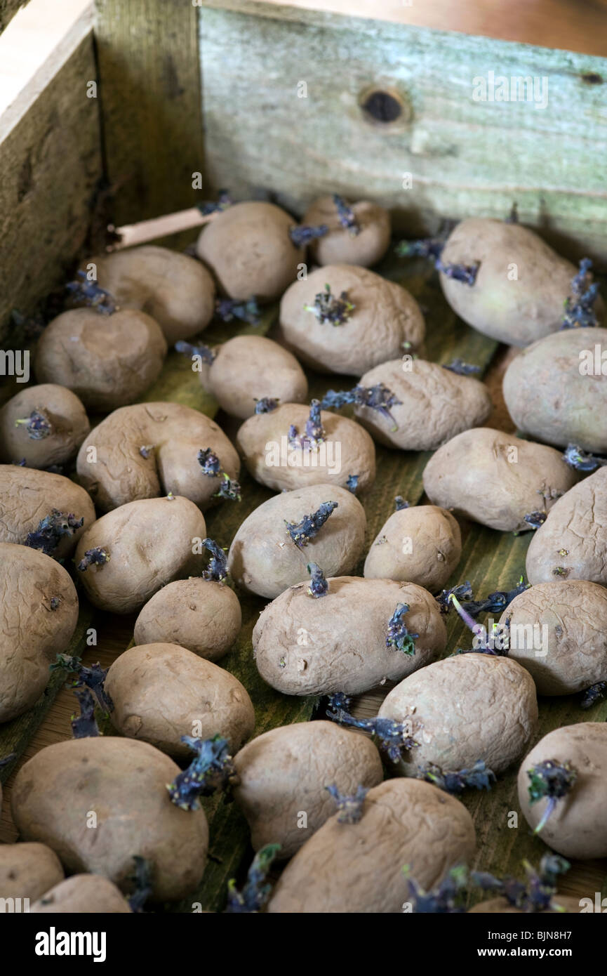 Solanum Tuberosum Arran Pilot High Resolution Stock Photography and ...