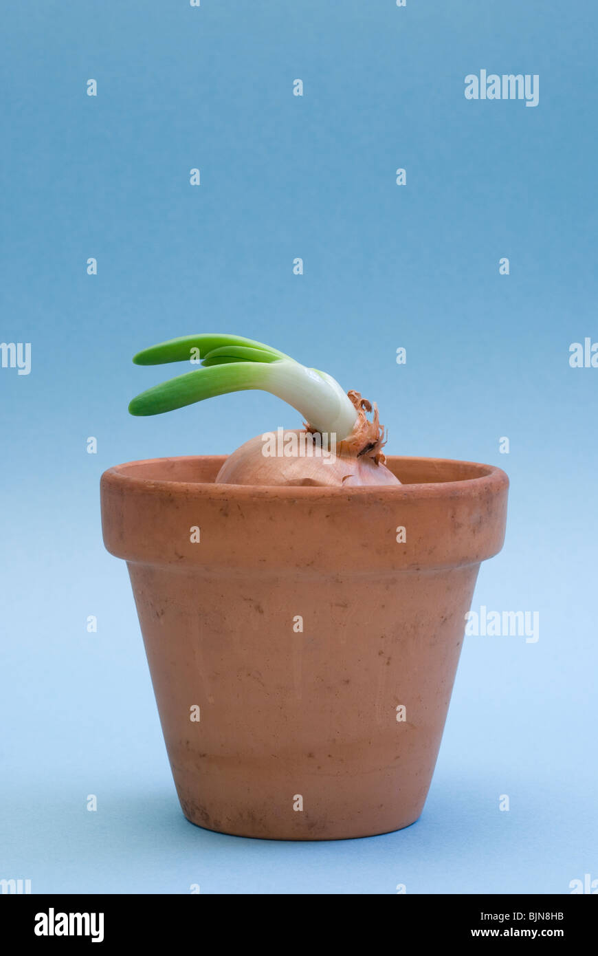 Sprout an onion hi-res stock photography and images - Alamy