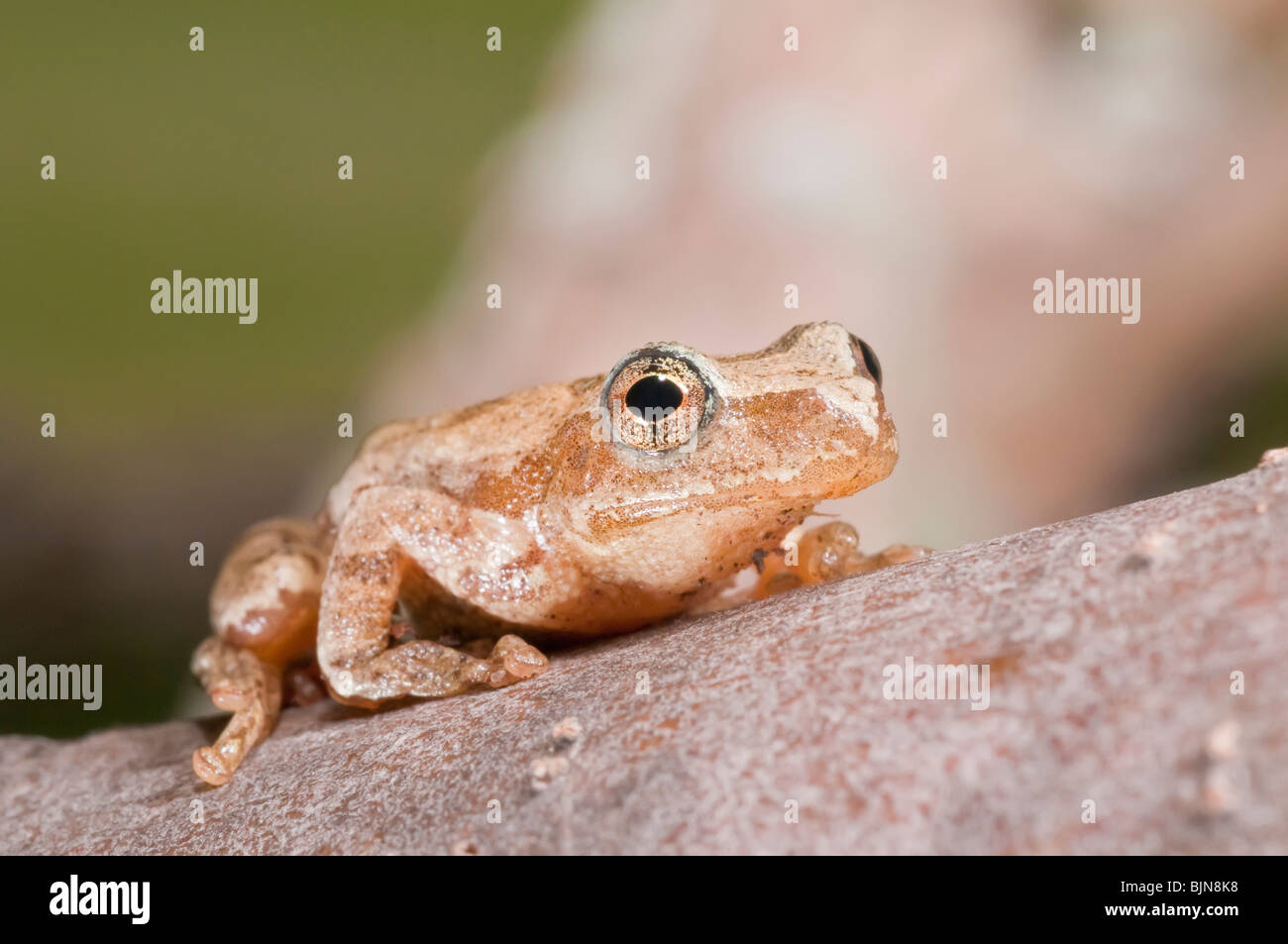 Permanent wetland hi-res stock photography and images - Alamy