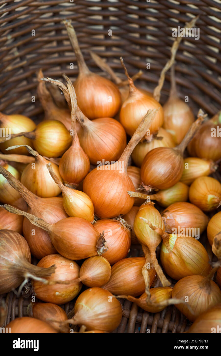 shallot golden gourmet in a wicker basket Stock Photo - Alamy