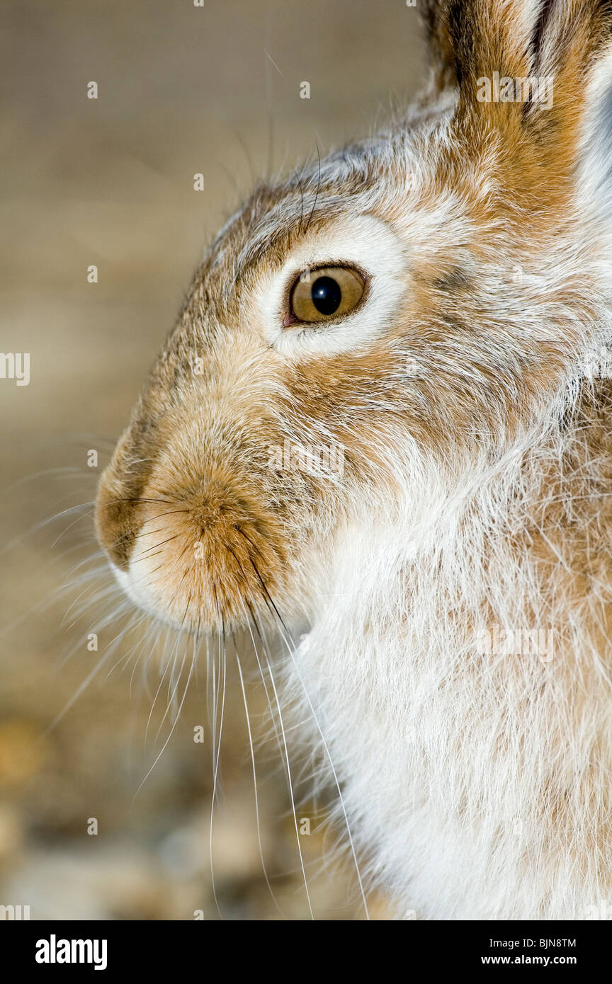 White tailed jack rabbit hi-res stock photography and images - Alamy
