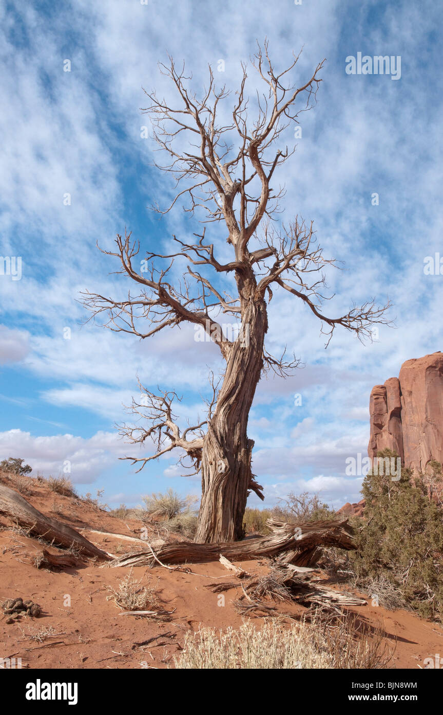 A lone, old tree in the desert at Monument Valley, Arizona Stock Photo ...