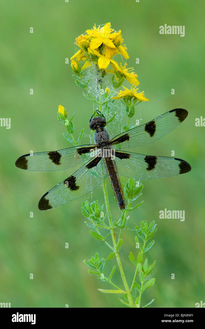 Twelve-Spotted Skimmer Libellula pulchella on St. John'swort Eastern ...