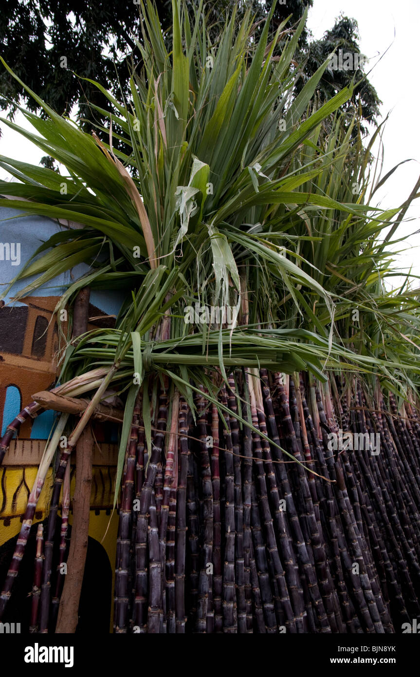 Sugarcane harvest india hi-res stock photography and images - Alamy