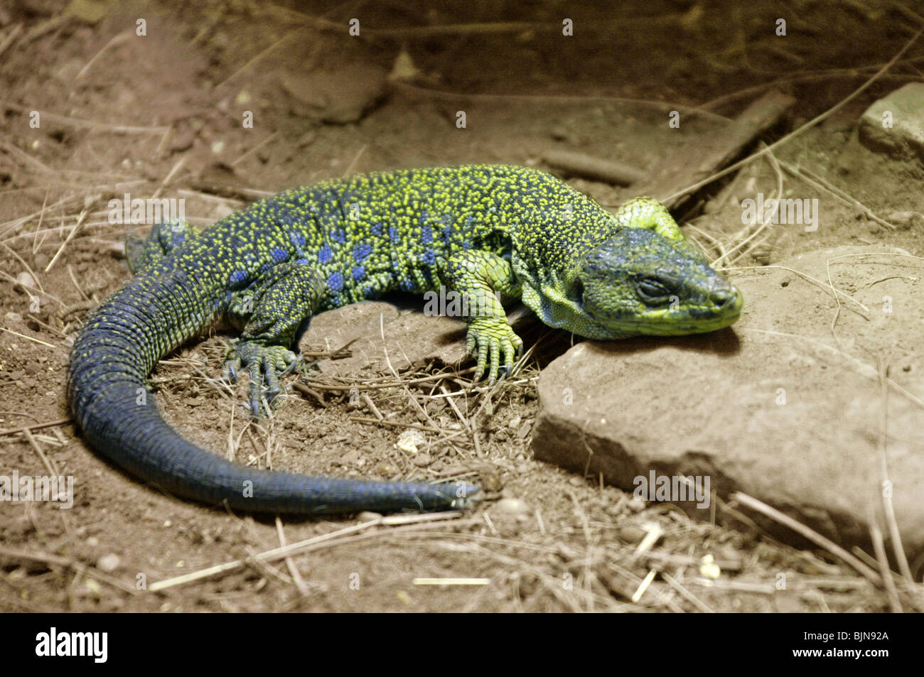 Ocellated Lizard, Jewelled Lizard or Eyed Lizard, Timon lepidus ...