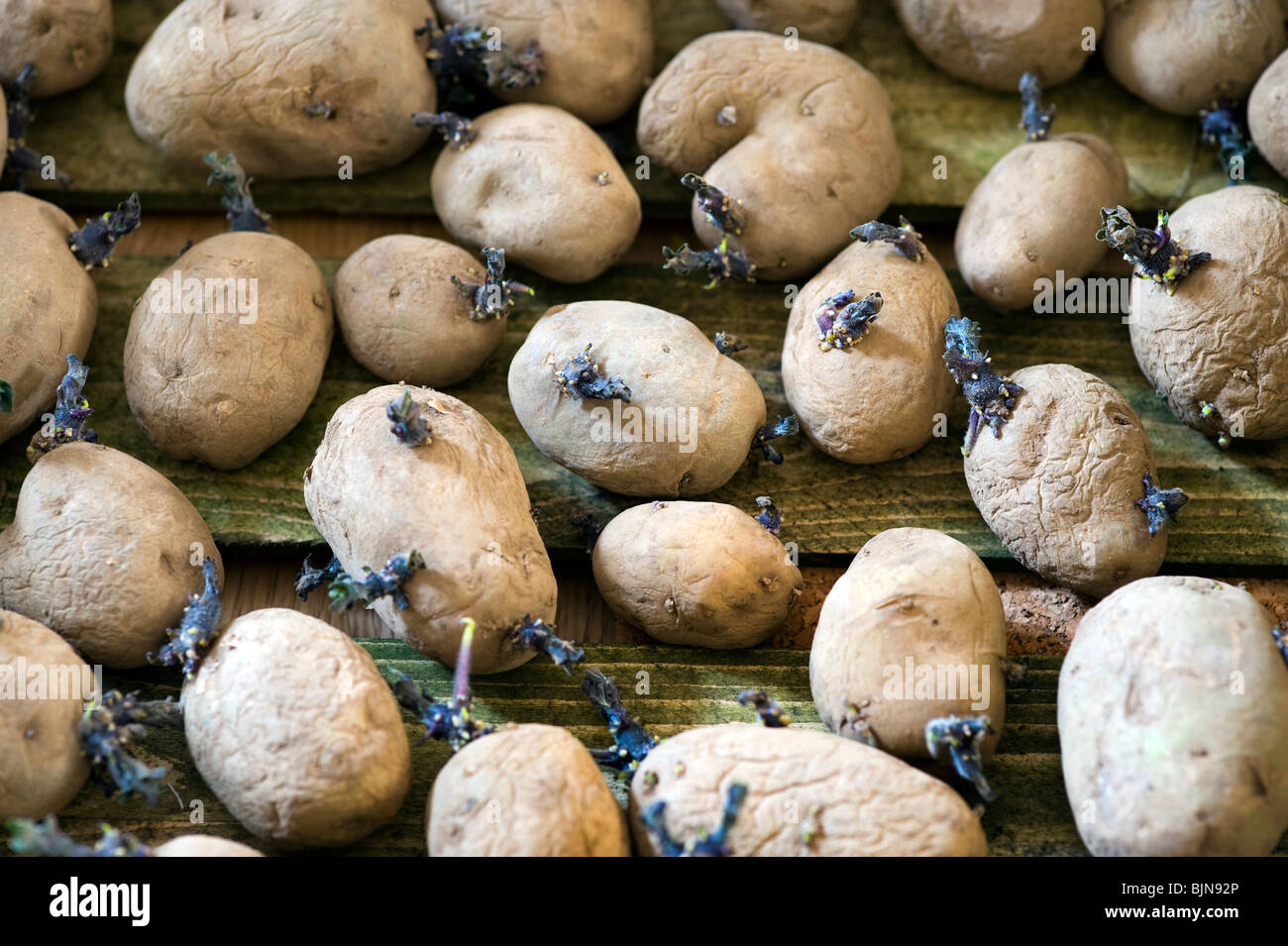 Chitting potato tray hi-res stock photography and images - Alamy