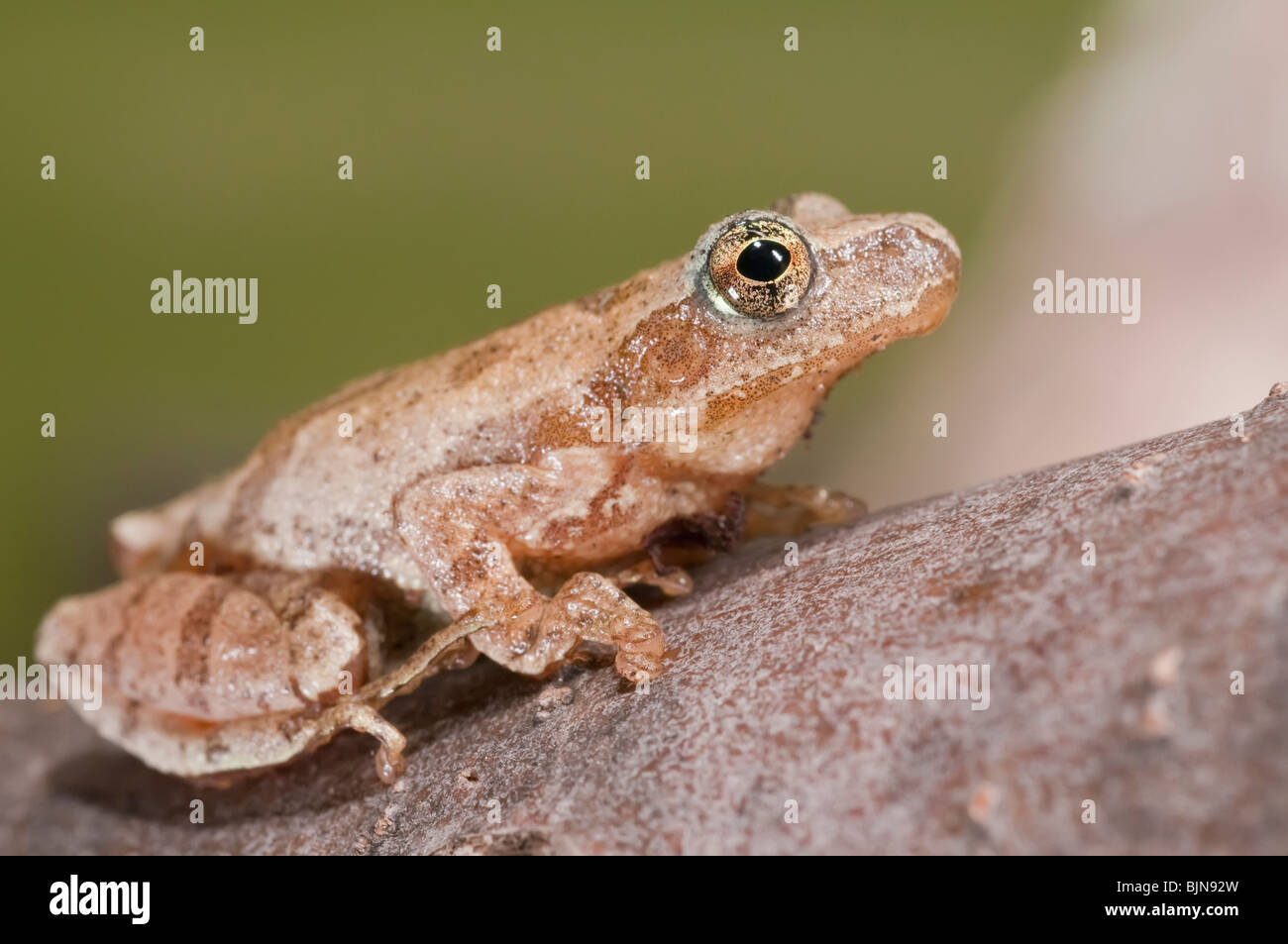Spring peeper pseudacris crucifer hi-res stock photography and images ...