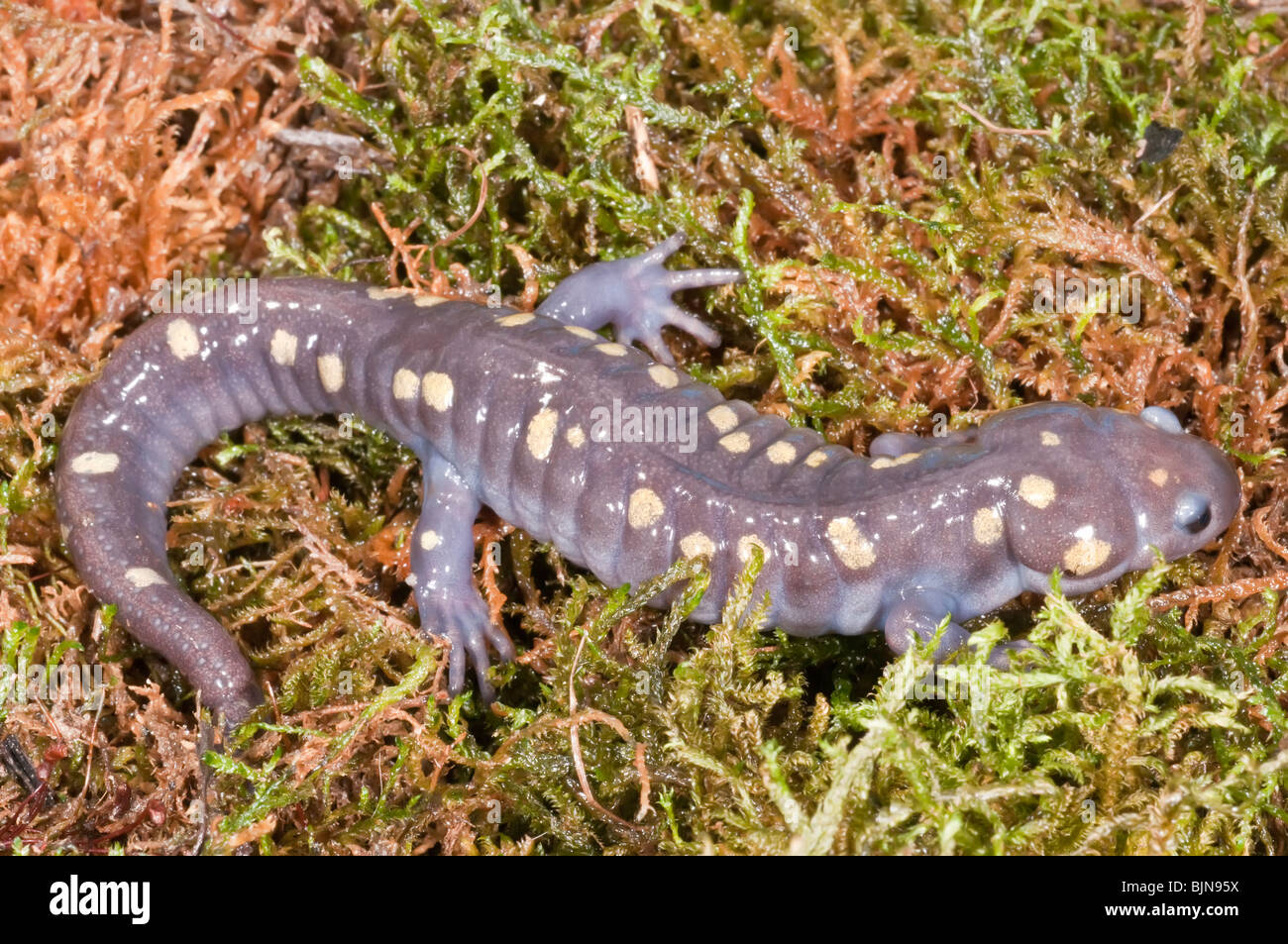 Spotted salamander, Ambystoma maculatum, USA Stock Photo - Alamy