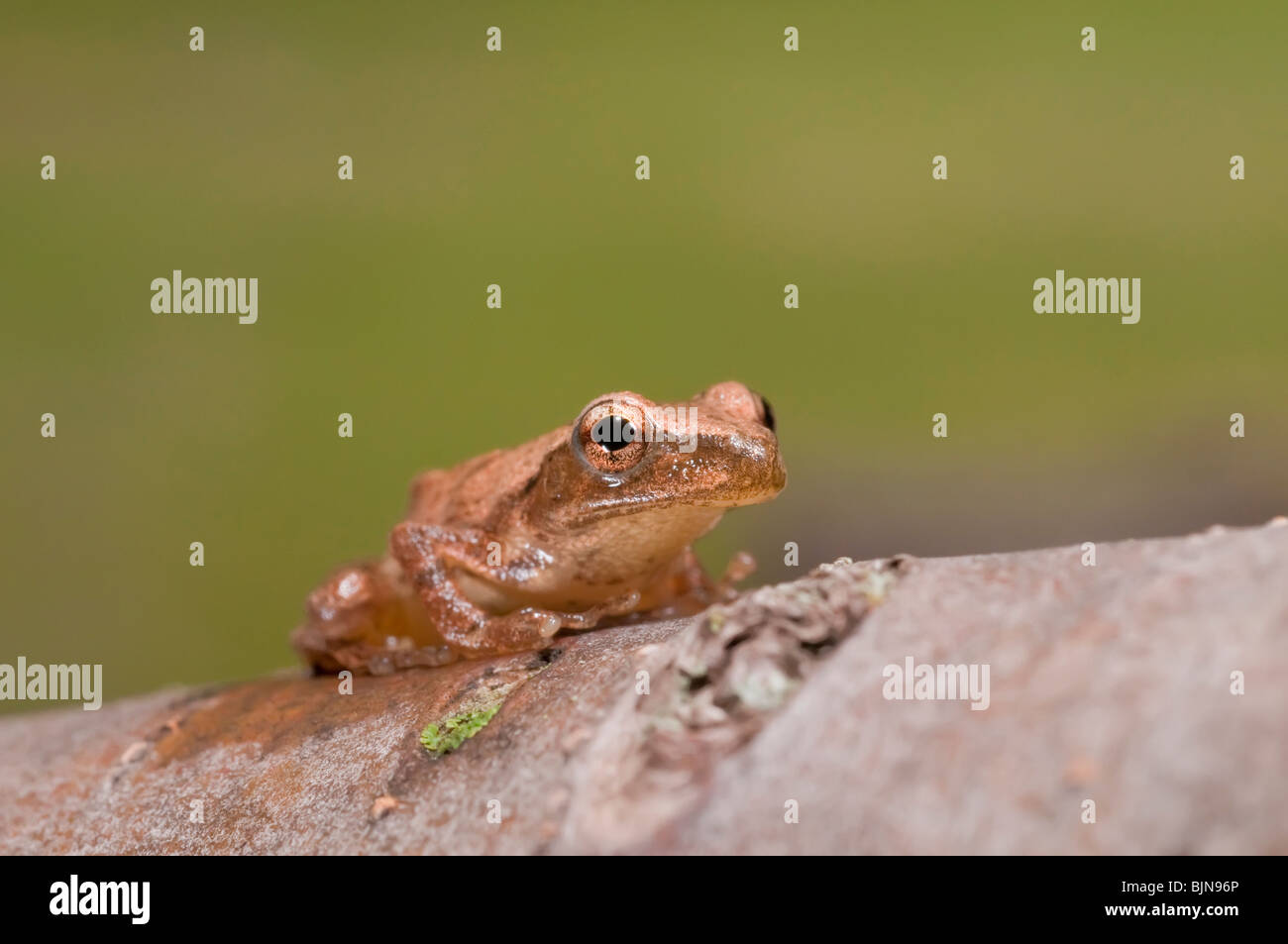 Tan frog hi-res stock photography and images - Alamy