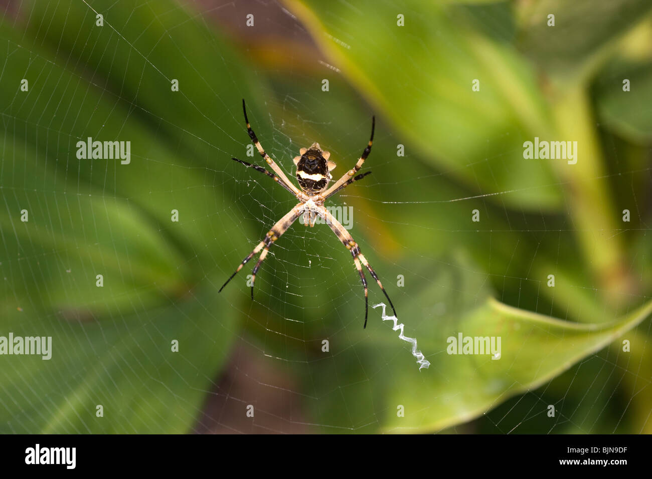Panama spider hi-res stock photography and images - Alamy