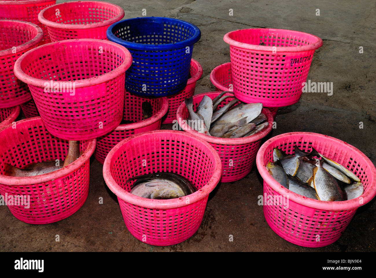 Buckets full with caught fish in Ban Nam Khem, Thailand Stock Photo - Alamy