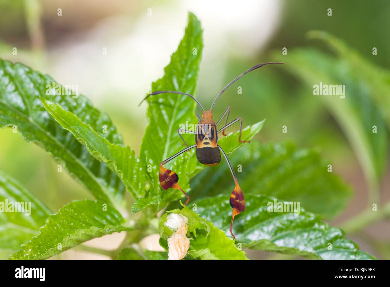 Panama leaf-footed bug (Anisocelis flavolineata Stock Photo - Alamy