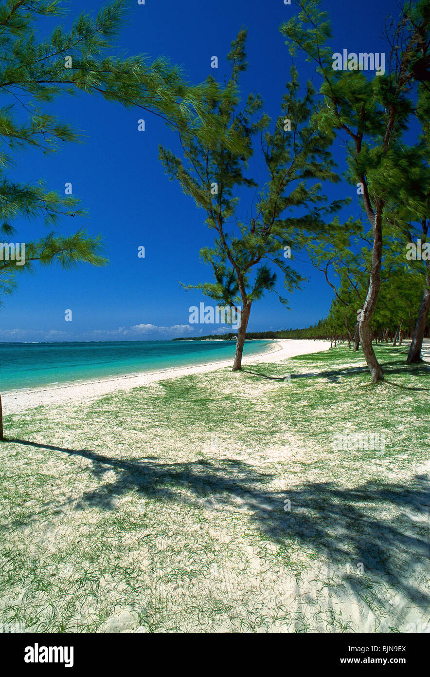 Filao Tree Stock Photos & Filao Tree Stock Images - Alamy