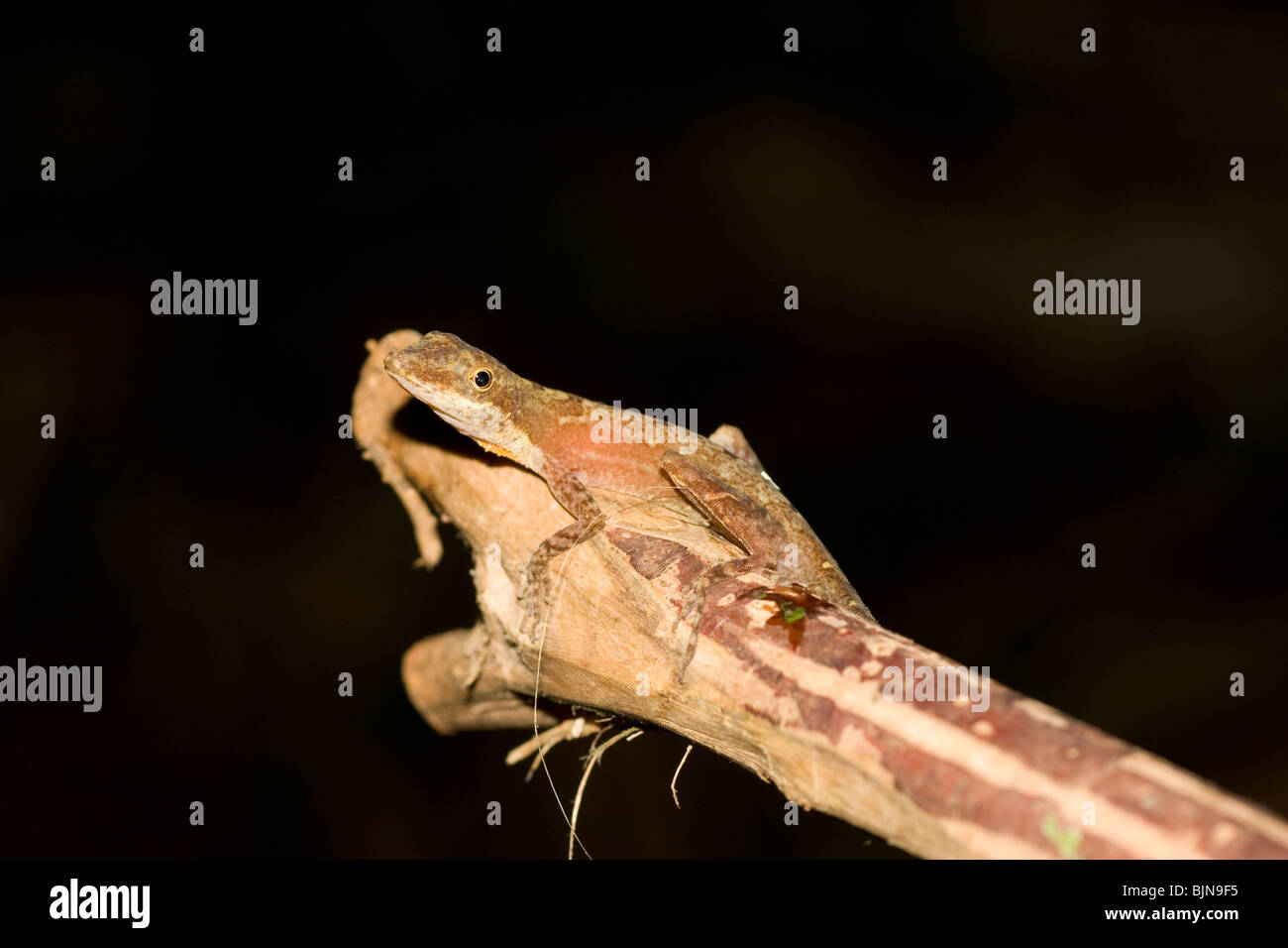 Lizard in Panama Stock Photo - Alamy