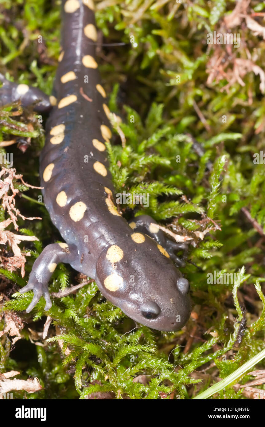 Spotted mole salamander hi-res stock photography and images - Alamy