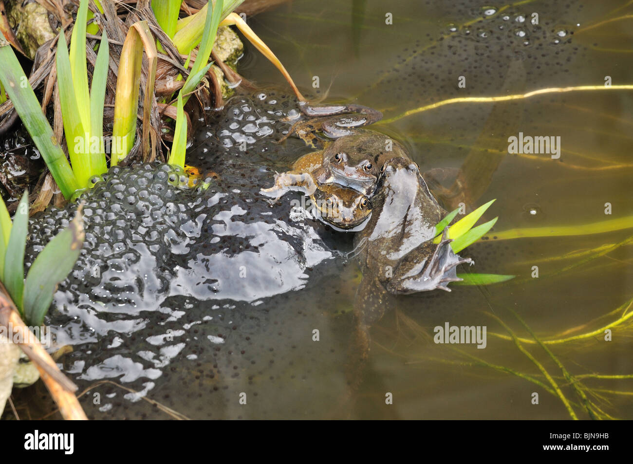 Common frogs in pond hi-res stock photography and images - Alamy