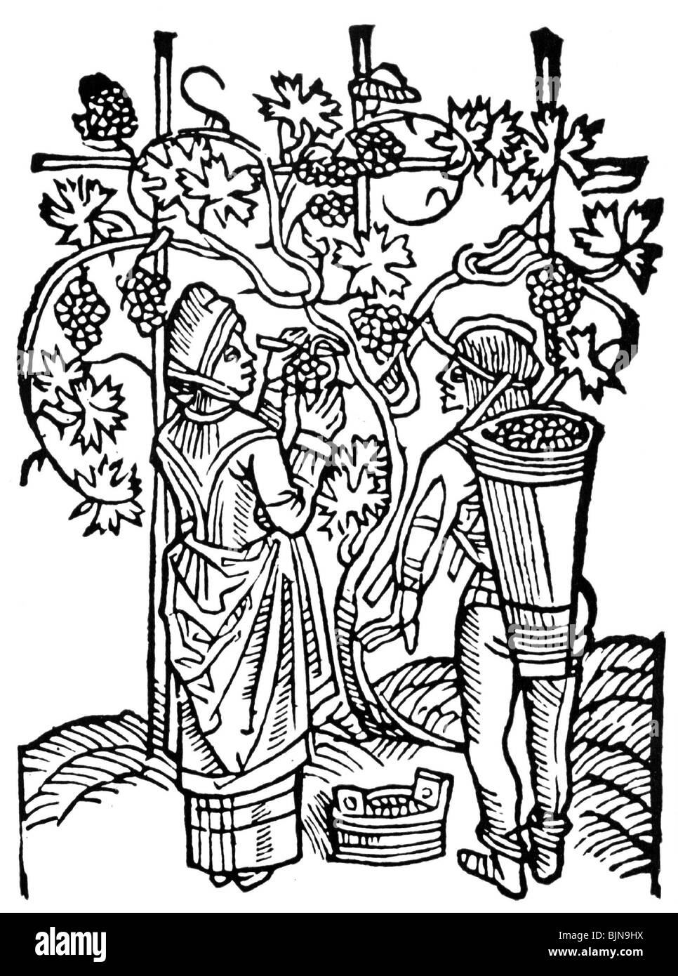 agriculture, winegrowing, grape gathering, woodcut from "Opus ruralimus ...